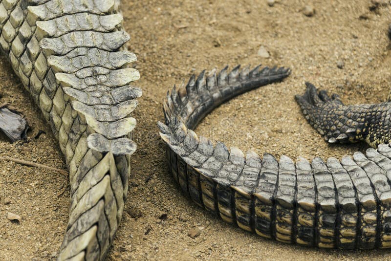 Two Crocodiles Tail on the Ground. Stock Photo - Image of reptile ...