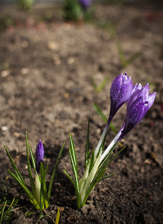Two Crocuses Ahead Their Little Crocus Child Stock Image - Image of ...