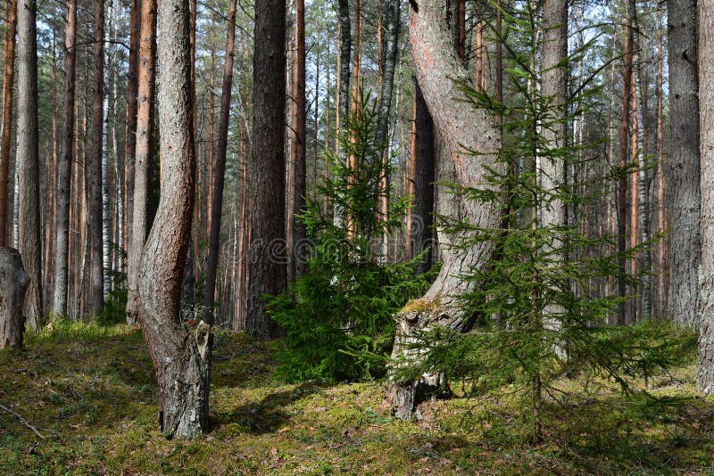 Two Crooked Pine Trunks and Two Small Spruces. Stock Image - Image of ...