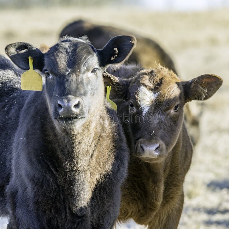 Two Crossbred Calves Looking at Camera Lit from the Right Stock Image ...