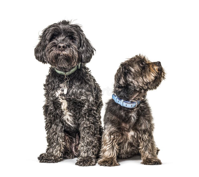 Two Crossbreed Dogs Wearing a Blue Collar Sitting, Isolated Stock Photo ...