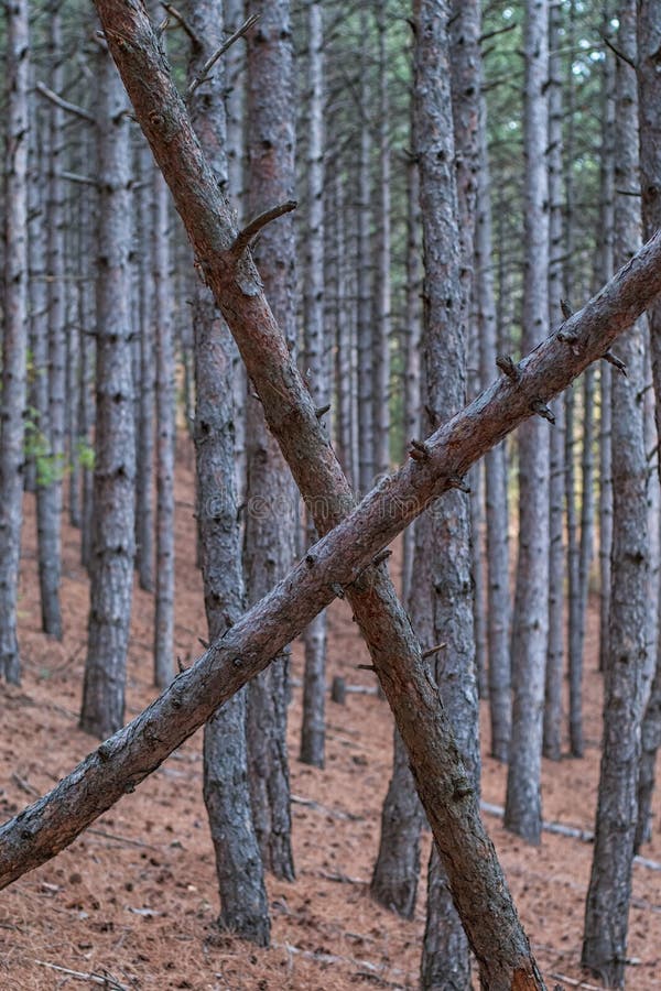 Two Crossed Fallen Trunks in a Pine Forest Stock Photo - Image of view ...