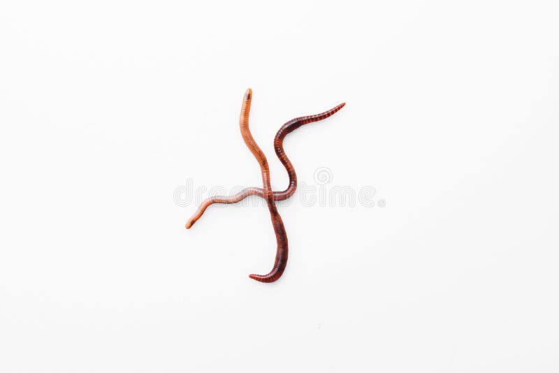 Two crossed rainworms stock image. Image of shot, environment - 197047067