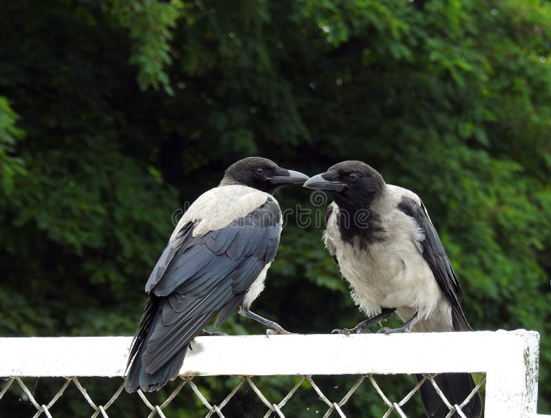 1,342 Two Black Crow Stock Photos - Free & Royalty-Free Stock Photos ...