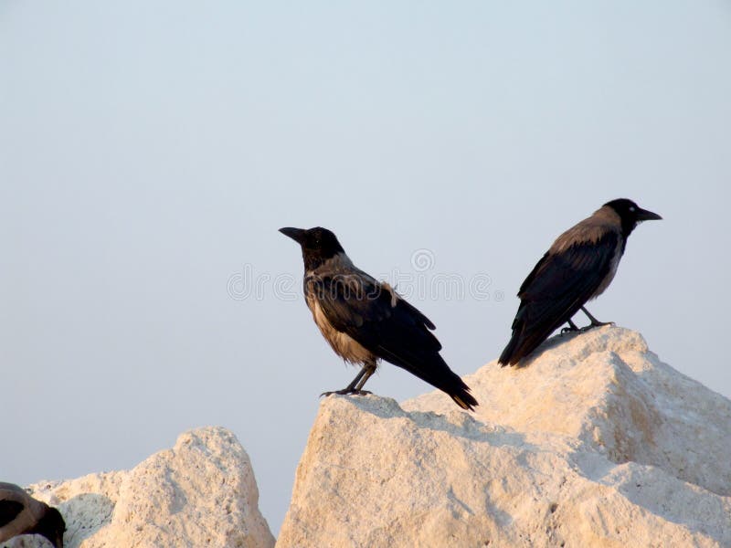 Two Crow Staying on Rock at Sunset Stock Photo - Image of beak, outdoor ...