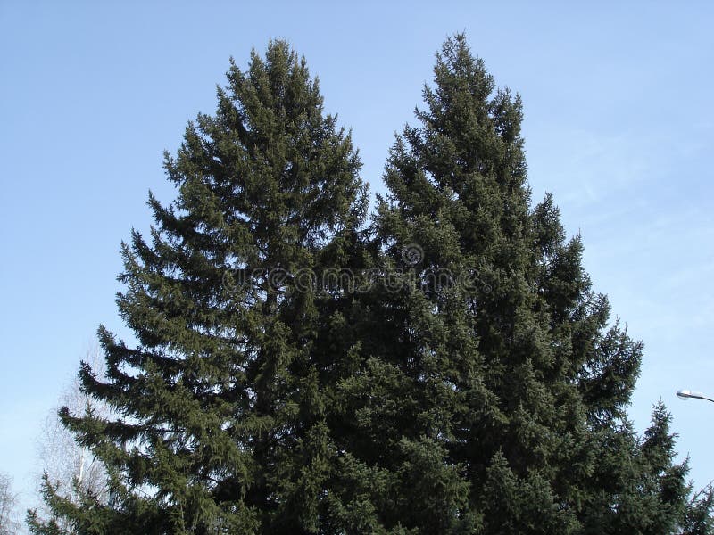 Two Crowns of Large Fir Trees on the Blue Sky Background Stock Photo ...