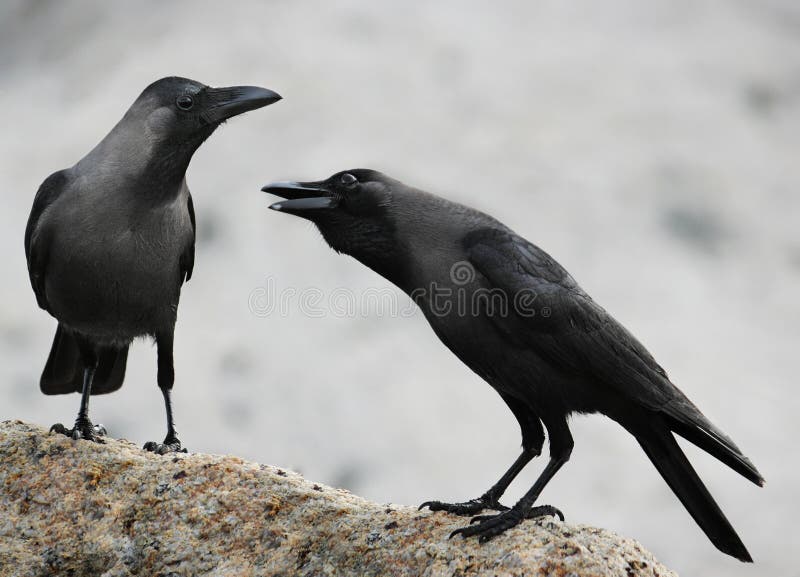 Two crows stock photo. Image of black, india, wings, chatter - 14720546