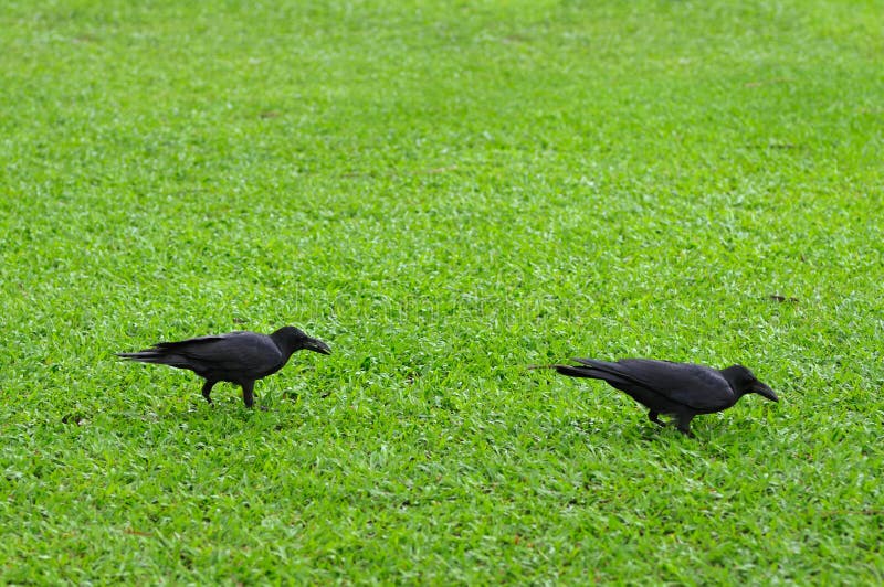 Two crows. stock image. Image of nature, lawn, black - 26371851