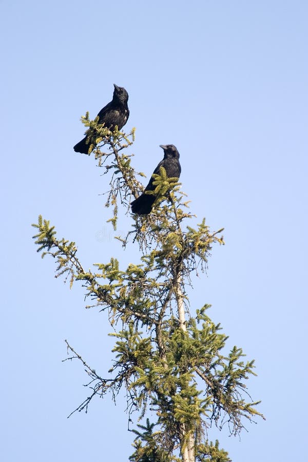 Love Crows stock image. Image of beaks, together, togetherness - 4839965