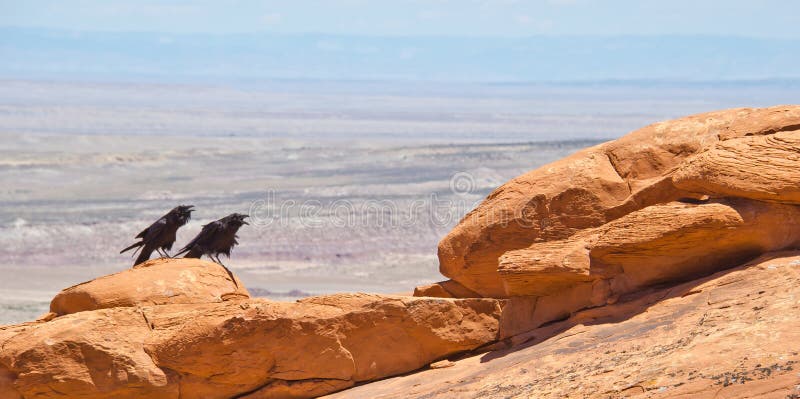 Two Crows at Arches National Park, UT Stock Photo - Image of beautiful ...