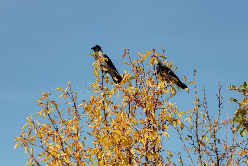 Two crows in autumn stock photo. Image of view, blue - 66665688