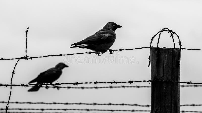 Two Crows on the Barb Wire Fence Stock Image - Image of barb, fence ...