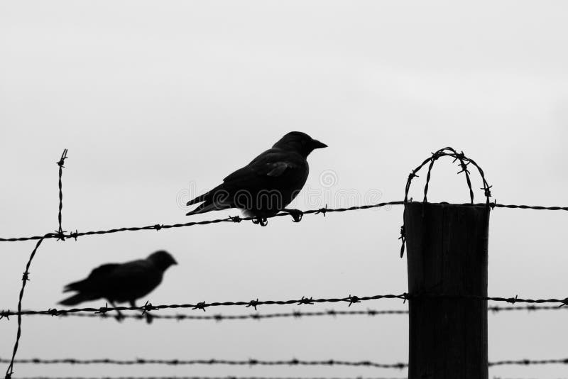 Two Crows on the Barb Wire Fence Stock Image - Image of barb, fence ...