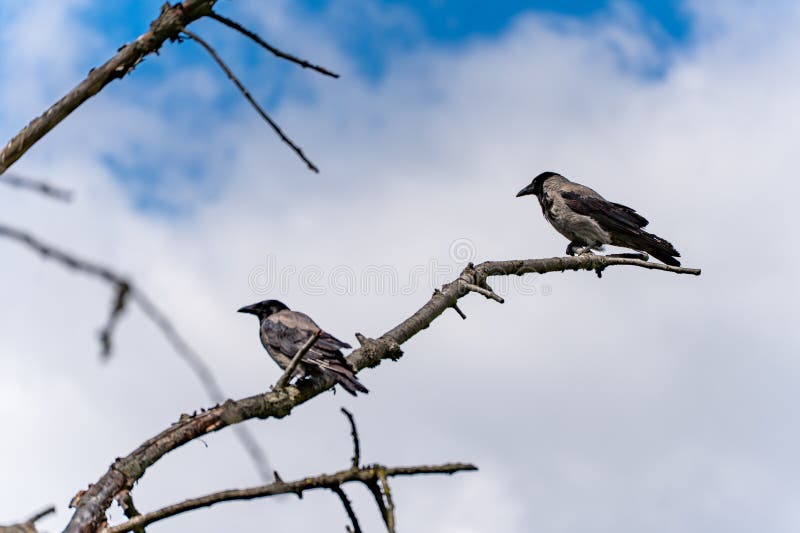 Two crows on a Bare Branch stock photo. Image of feathers - 384240178