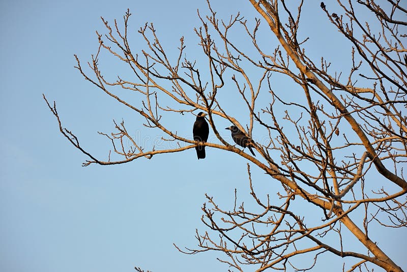 Two crows on branches stock image. Image of feather, animal - 51145499
