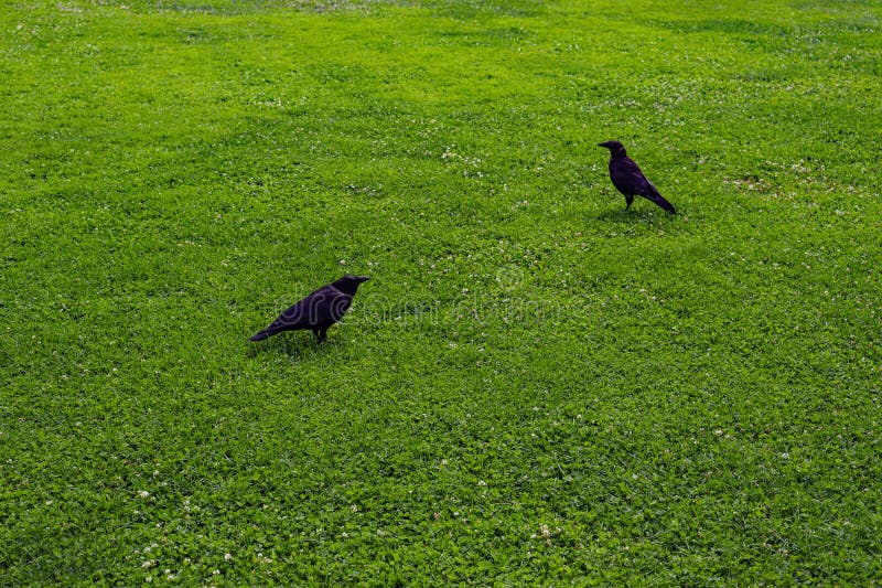 Two Crows on a Bright Green Mowed Grass Lawn Stock Photo - Image of ...