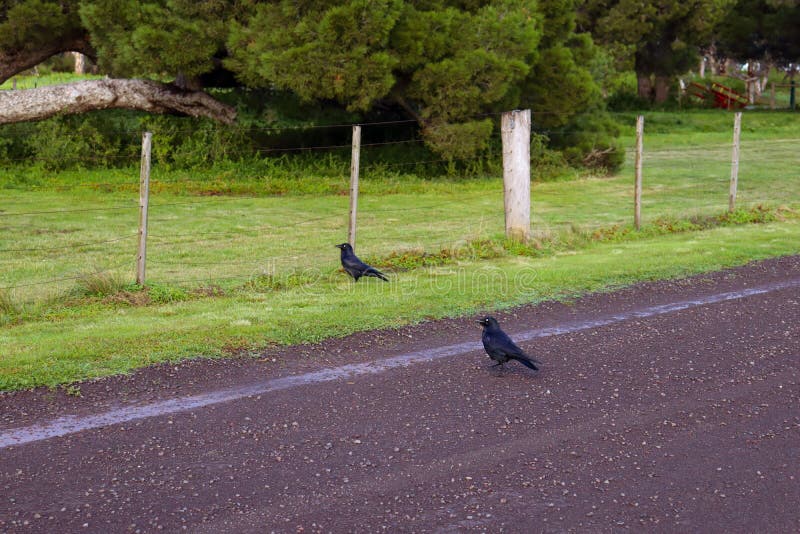 Two Crows on a Country Road Stock Photo - Image of outdoor, nature ...