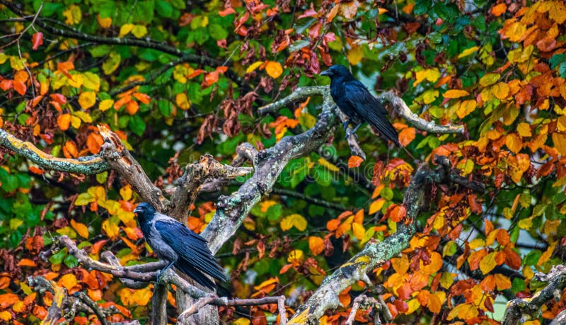 Two Crows on a Dead Tree Trunk with Autumn Leaves Stock Image - Image ...