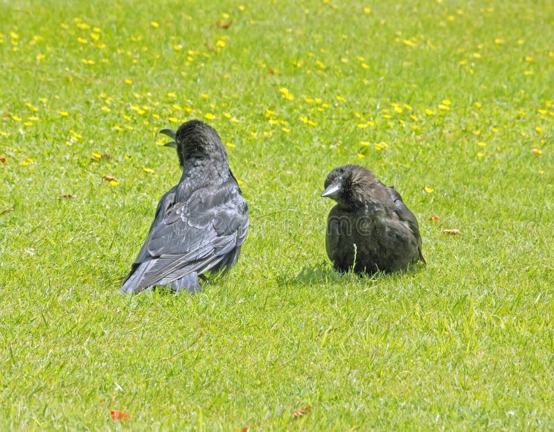 Crows Talking To Each Other Stock Image - Image of each, away: 42421491