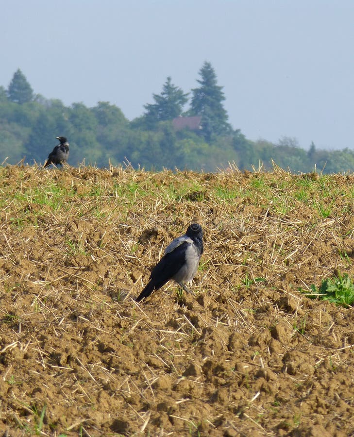 Two crows on the field stock image. Image of mist, green - 108785377