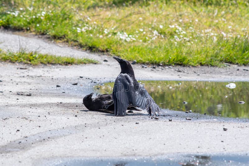 Two Crows Fighting with Each Other on the Ground. Stock Photo - Image ...