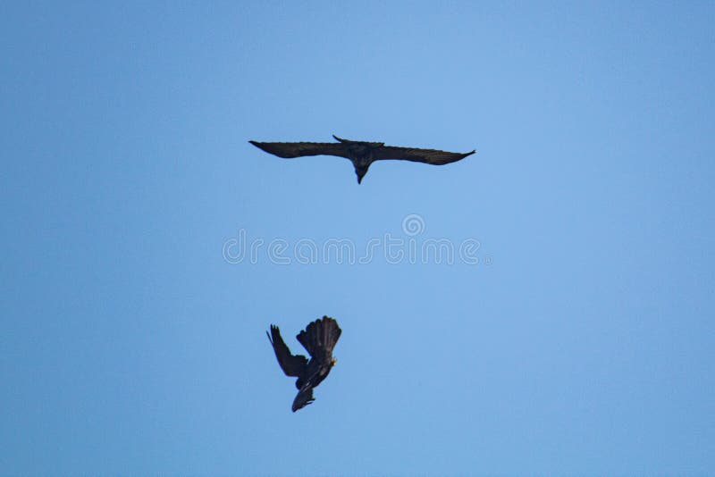 Two Crows Fighting in Flight Stock Photo - Image of flight, fighting ...