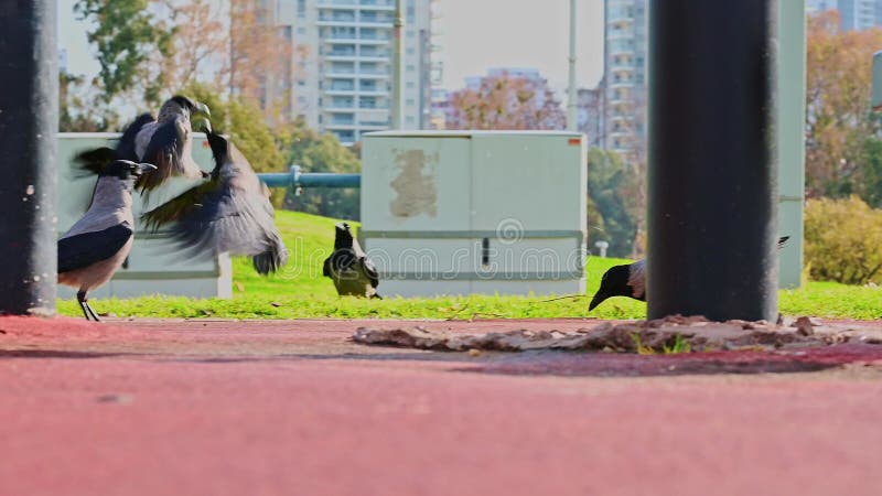 Europe. Crows Fight for Prey in Flight. Wild Bird Common Raven - Corvus ...