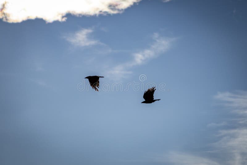 Two Crows Fly in the Air, Cloudy Sky in the Background Stock Photo ...
