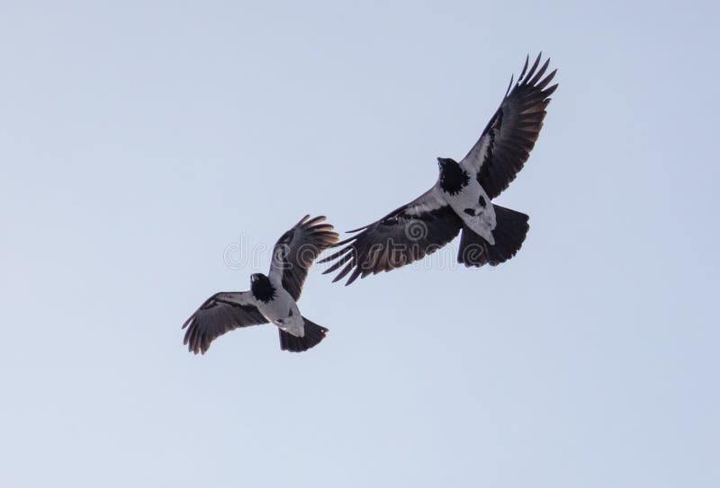 Two Crows are Flying in Sky. Stock Photo - Image of grey, wildlife ...