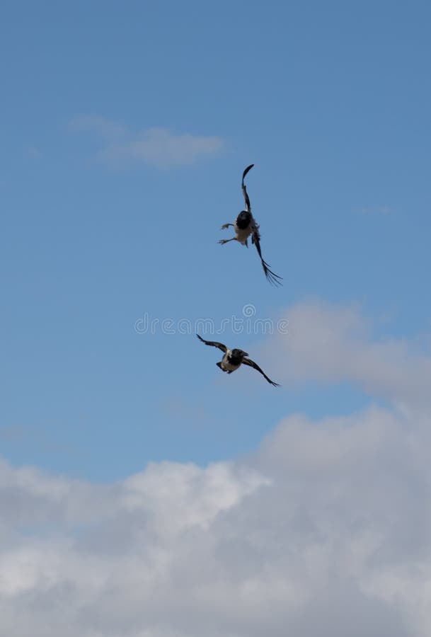 Two Crows Flying in the Sky Over the Clouds. Selective Focus Stock ...