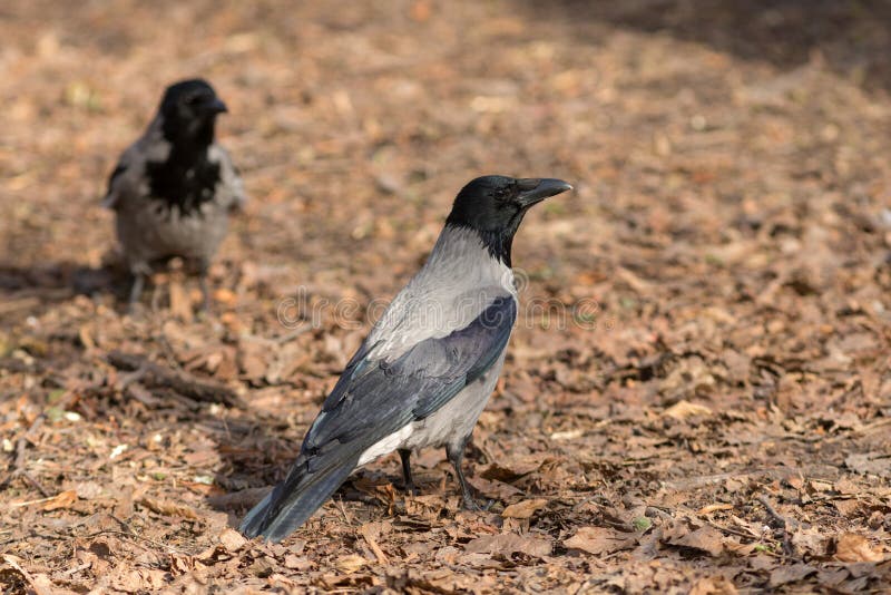 Two crows on the foliage stock image. Image of animals - 230749387