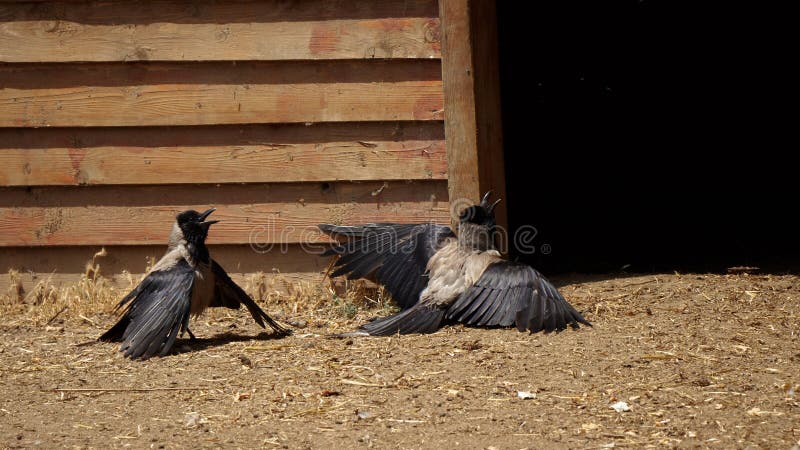Two Crows in Funny Possitions Stock Image - Image of bright, outdoors ...