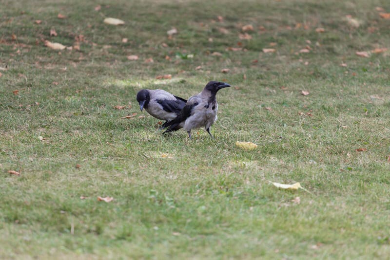 Two crows on the grass stock image. Image of pair, depth - 247043861