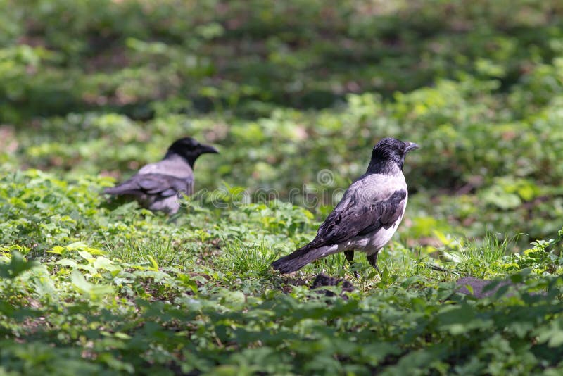 Two crows stock photo. Image of color, wing, nature, feather - 59654862
