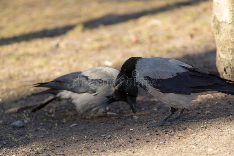 Two crows on the ground stock photo. Image of portrait - 246098276
