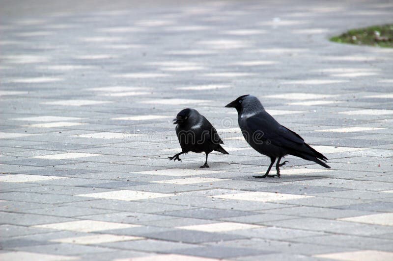 Two Crows Interacting on a Patterned Pavement in an Urban Park during ...