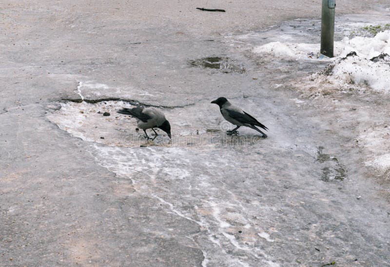 Two crows stock photo. Image of crows, background, season - 85030454