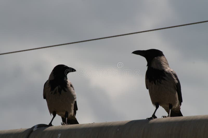 Two Crows Looking Each Other. Stock Photo - Image of forest, crows ...