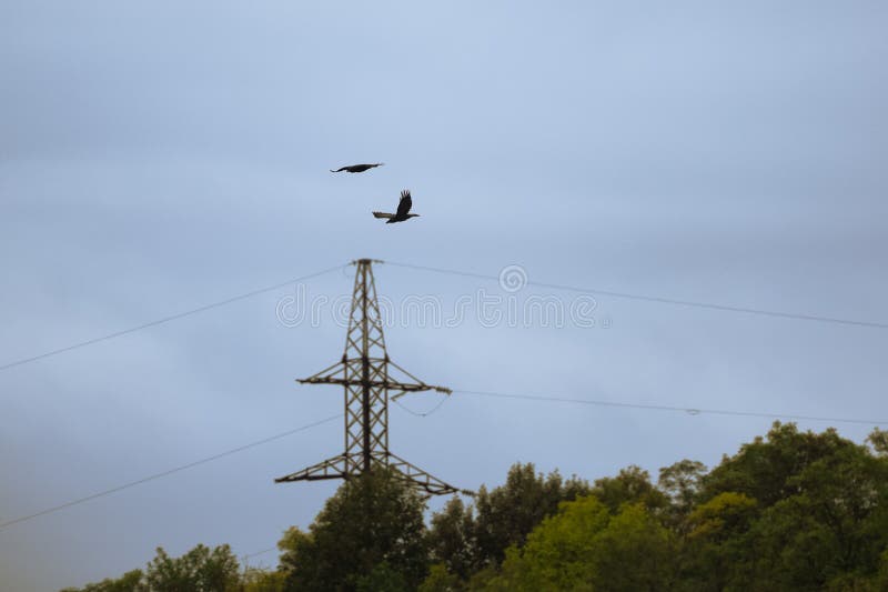Ravens Maneuver Stock Photos - Free & Royalty-Free Stock Photos from ...