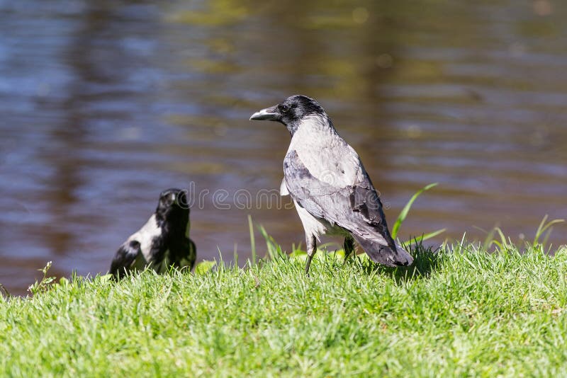 Two crows near the water stock image. Image of crow - 106065039