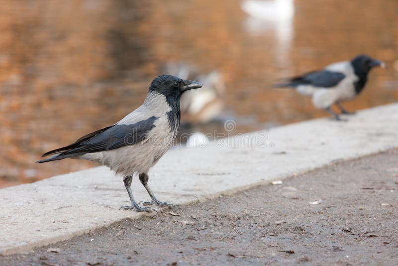 Two crows stock photo. Image of color, wing, nature, feather - 59654862