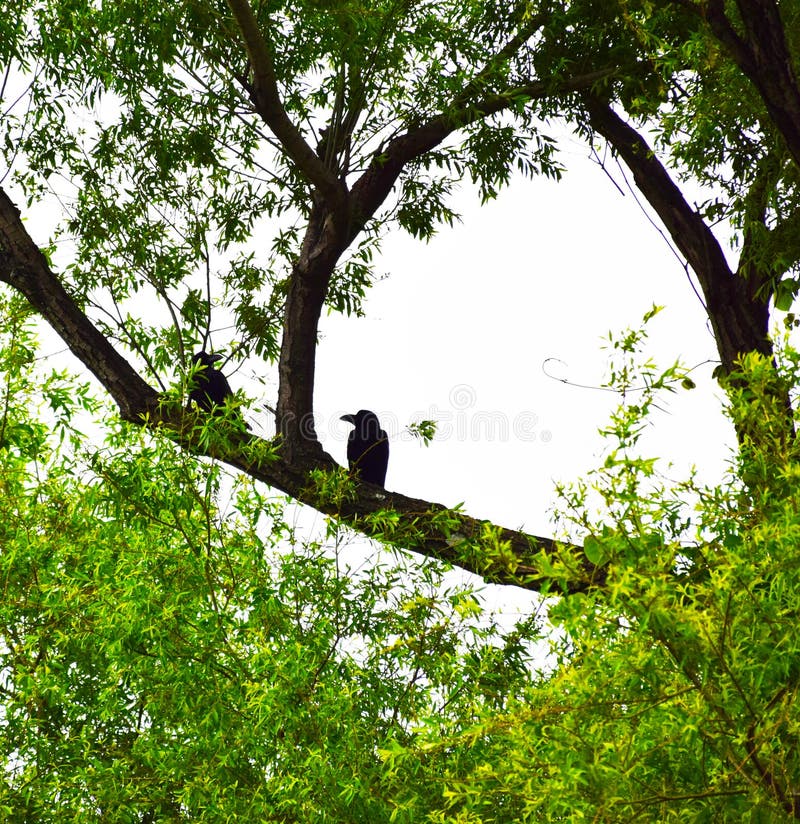 Crow resting on the tree stock image. Image of tree - 183399055