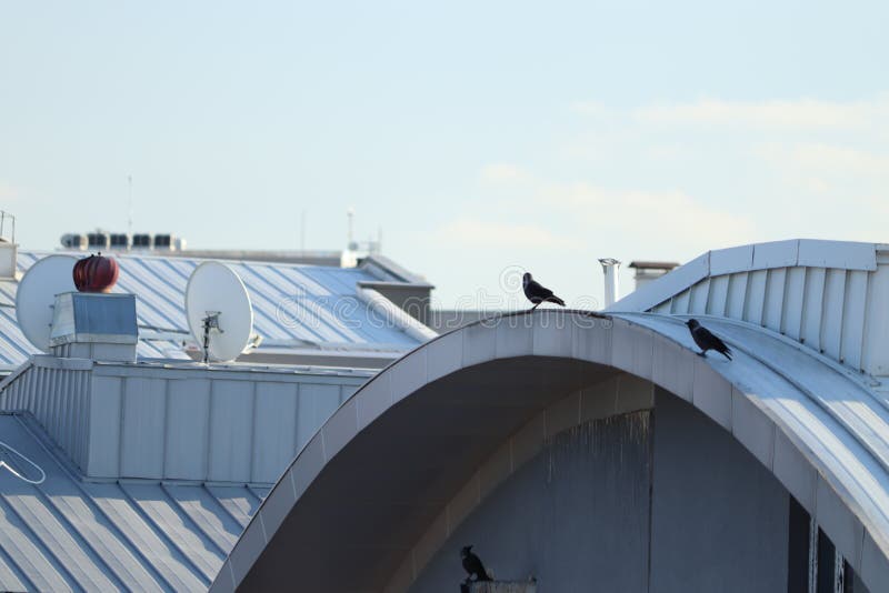 Two Crows on the Rooftops, City View from the Rooftop Stock Image ...