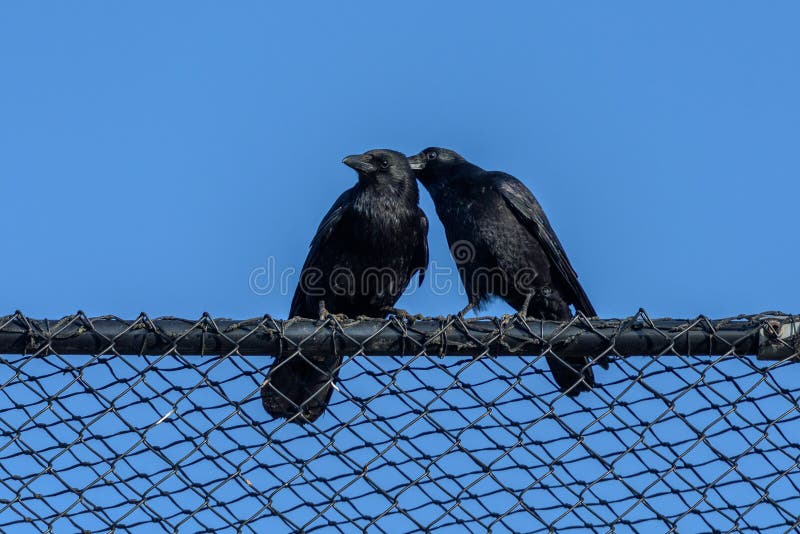 Two crows side by side. stock photo. Image of beak, forest - 130333332