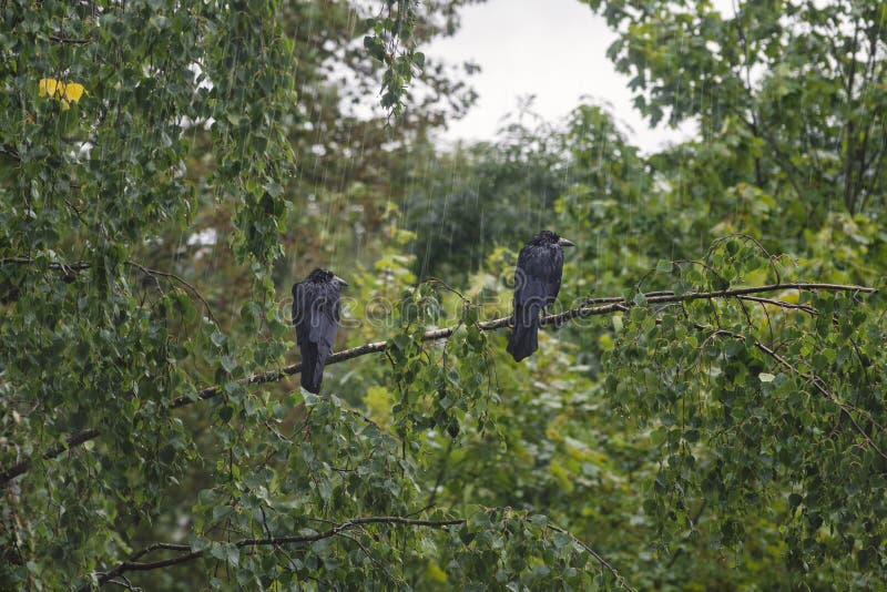 Two Crows are Sitting on a Branch in the Pouring Rain Stock Photo ...