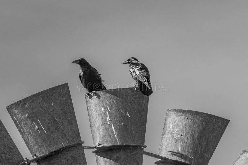 Two Crows on a Windmill stock photo. Image of perch - 260804128
