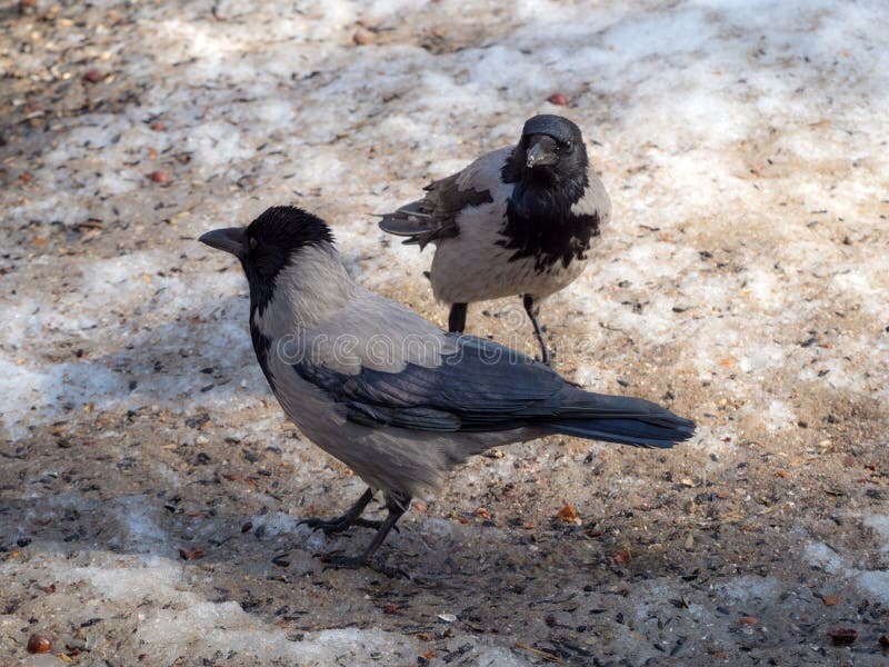 Two crows in spring stock image. Image of wildlife, beautiful - 244313409