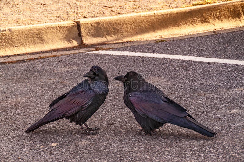 Two Crows Standing on Blacktop in a Parking Space Stock Photo - Image ...
