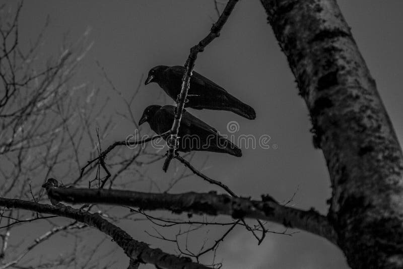 Two Crows stock photo. Image of couple, crows, pair, tree - 50564730