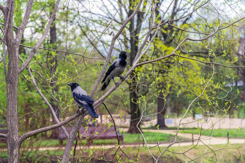Crows in tree stock image. Image of birds, crows, wing - 1073271